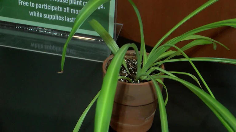 Longview Public Library hosts 'Take a Plant, Leave a Plant' exchange ...