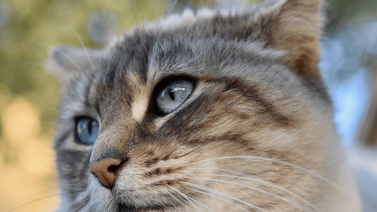 11 subtle signs your cat might be sick without you noticing