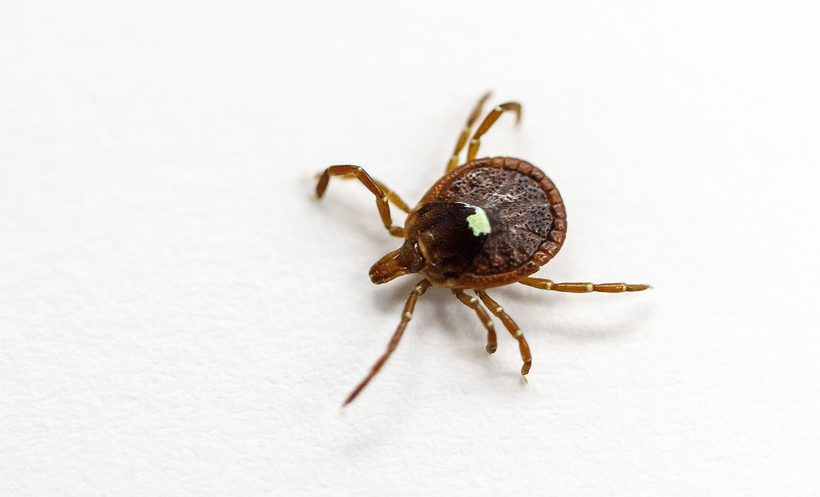 Experts warn of active tick season in Connecticut as outdoor activity ...
