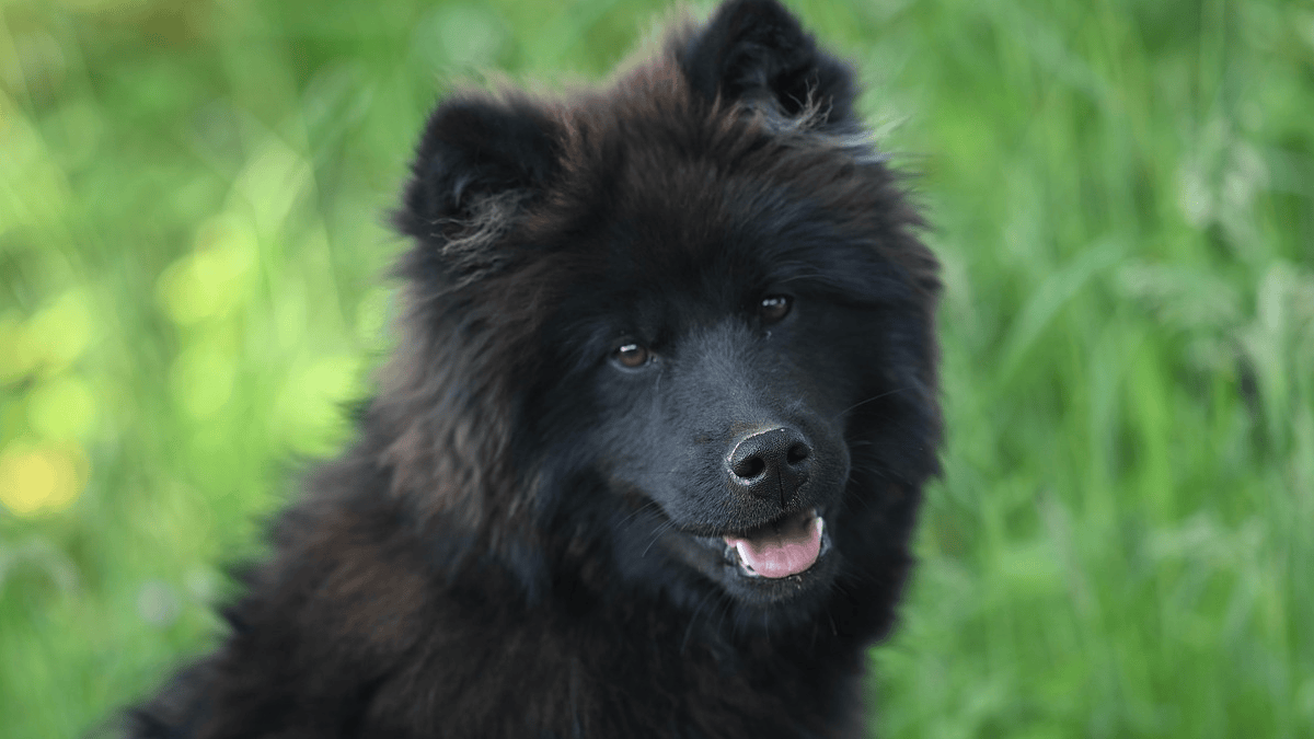6 things that make your dog happy and you probably didn't know (or did ...