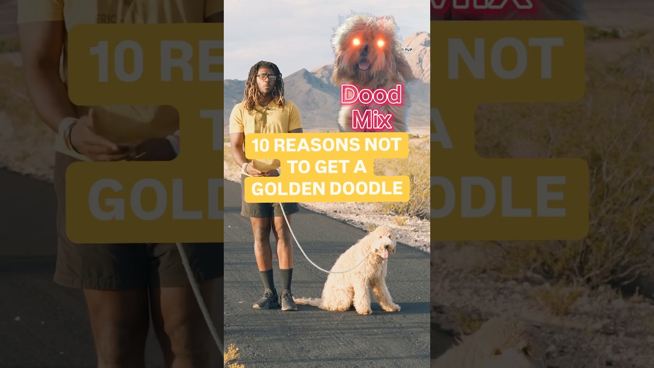 10 Reasons NOT To Get A Golden Doodle! #goldendoodle #dogdad #petfluencer
