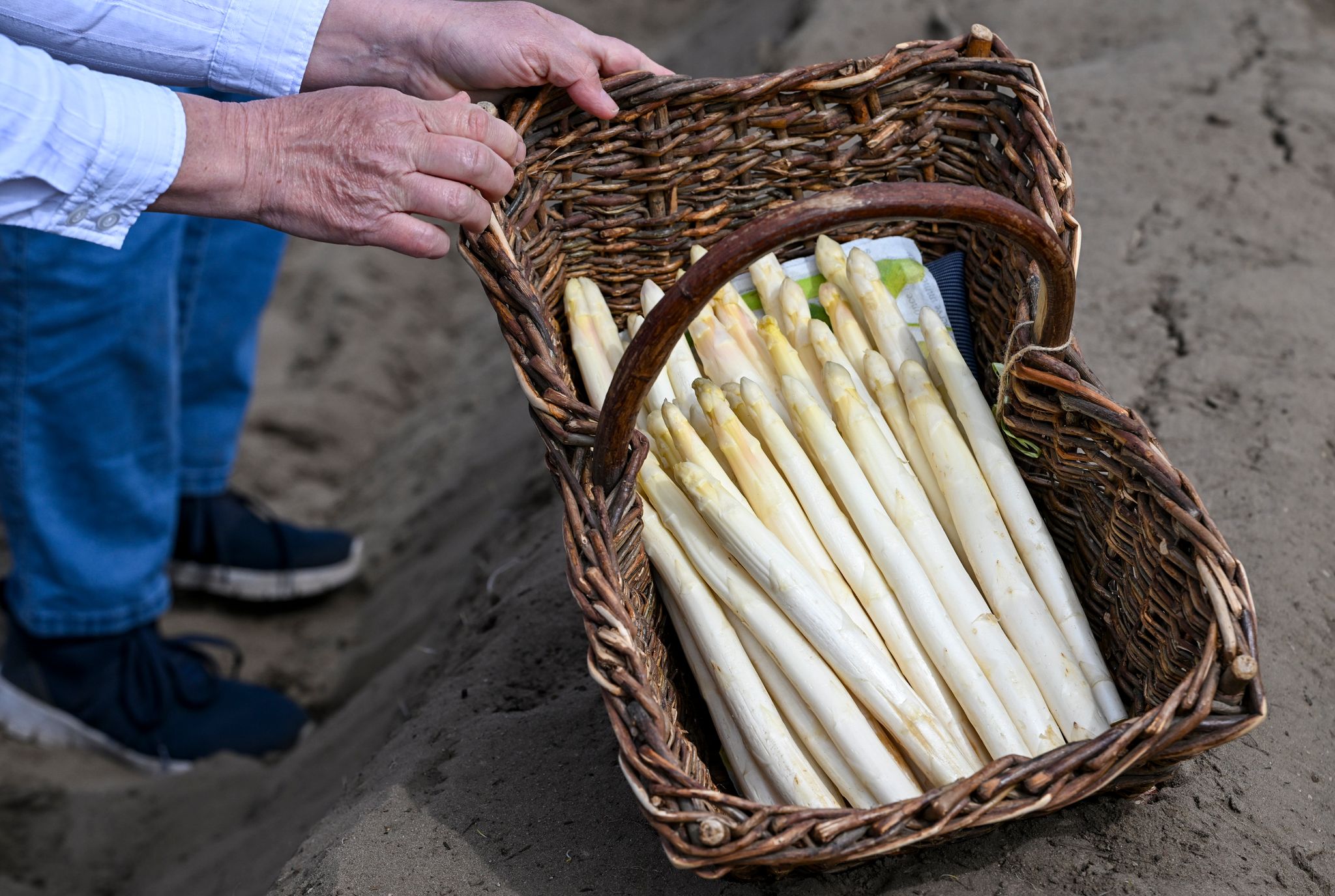 Gemüseernte für Ostern: Die Spargelsaison wird eröffnet
