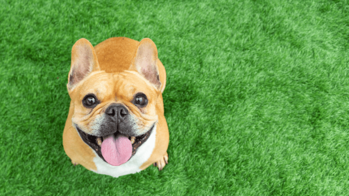 10 words your dog understands perfectly when you talk to him (and no ...