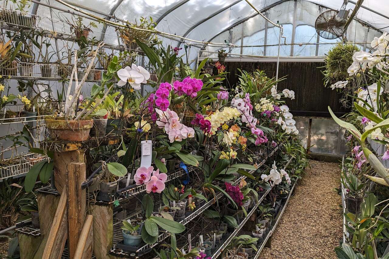 Orchids have a fussy reputation. A Dallas grower says it's undeserved.