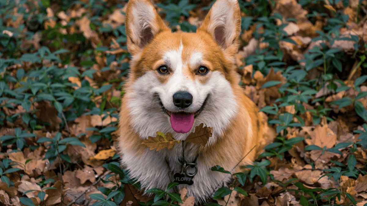7 things your dog does before going to sleep (and what they mean)
