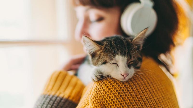 Revolution Plus for cats: uses, dosage and side effects