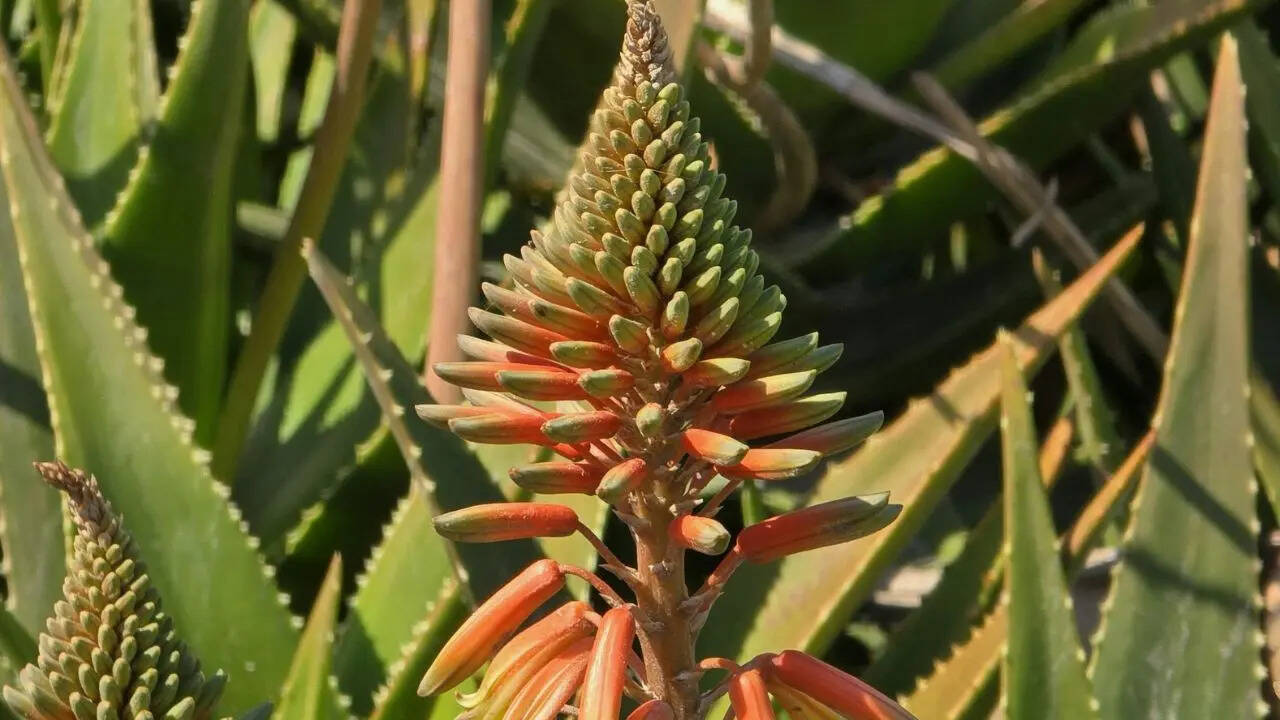 8 easy-care succulents that reward you with stunning flowers