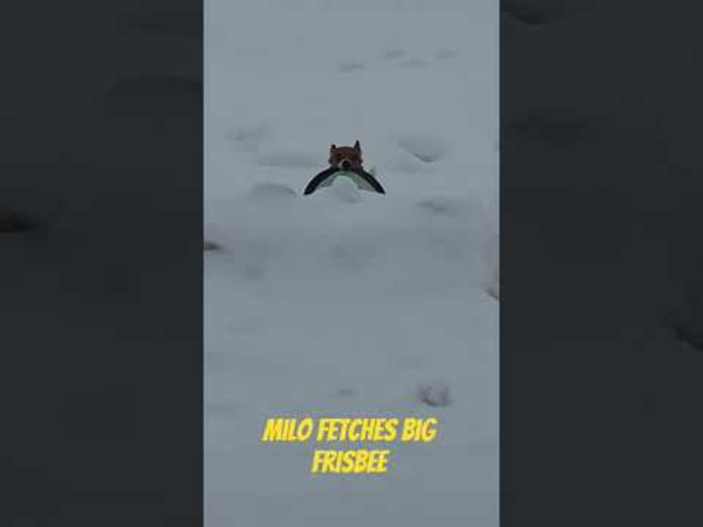 Jack Chi fetches large frisbee