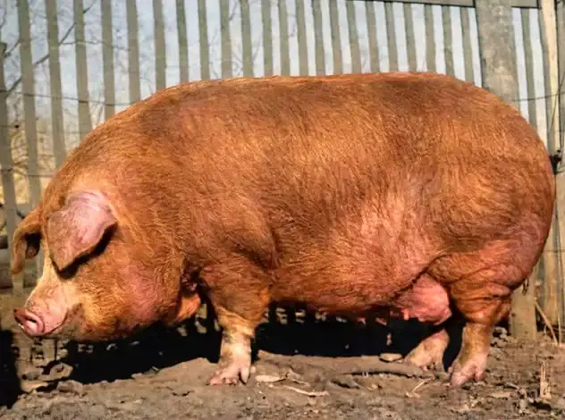 Big Bill: O maior porco do mundo registrado nos anos 1930