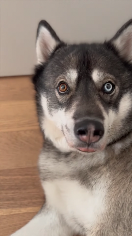 Is watermelon safe for dogs ASMR