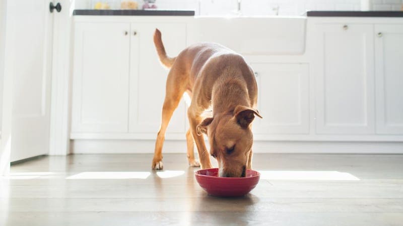 Carprofen for dogs: uses, dosage and side effects