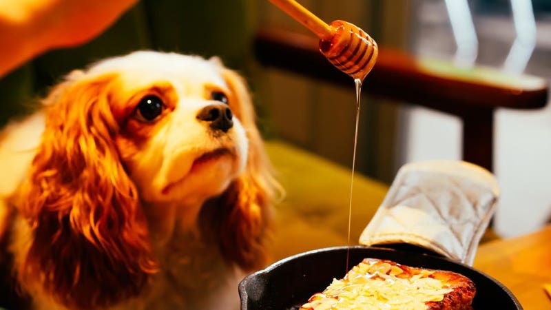 Can dogs eat chocolate? What to do if your dog consumes this toxic food