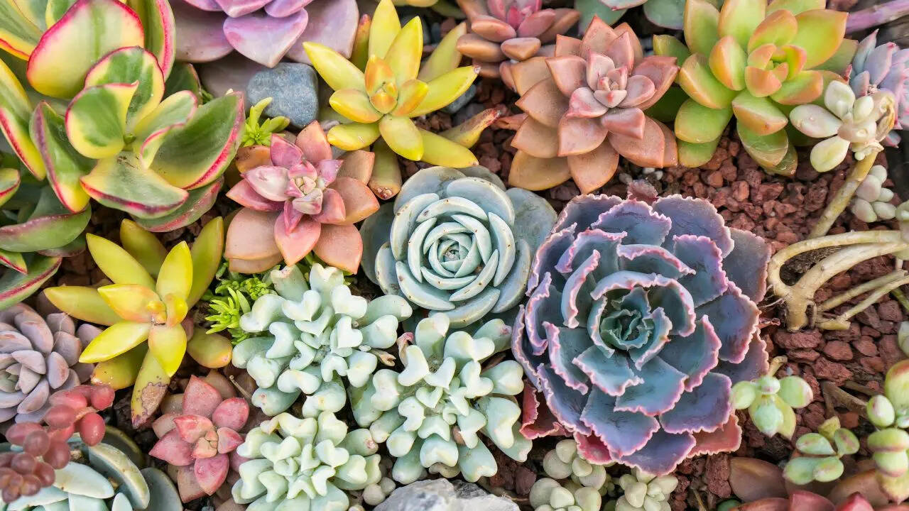 8 easy-care succulents that reward you with stunning flowers