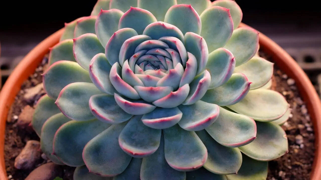 8 easy-care succulents that reward you with stunning flowers