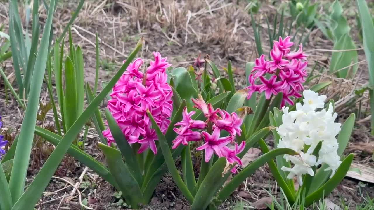 Ladew Topiary Gardens prepares to reopen for the 2026 spring season