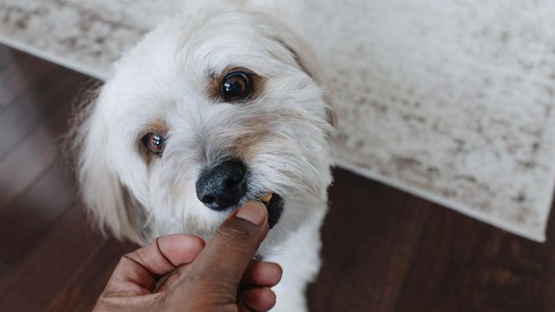 Carprofen for dogs: uses, dosage and side effects