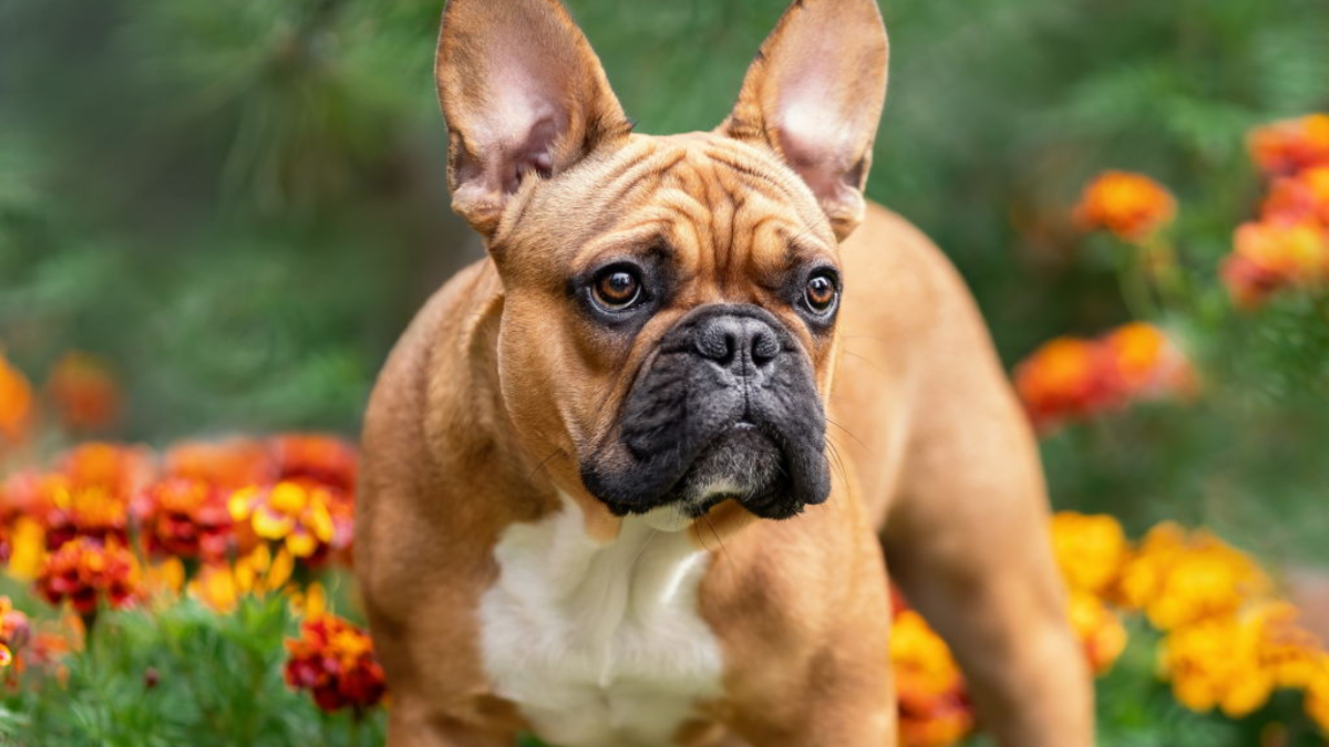 10 things you and your French bulldog secretly have in common