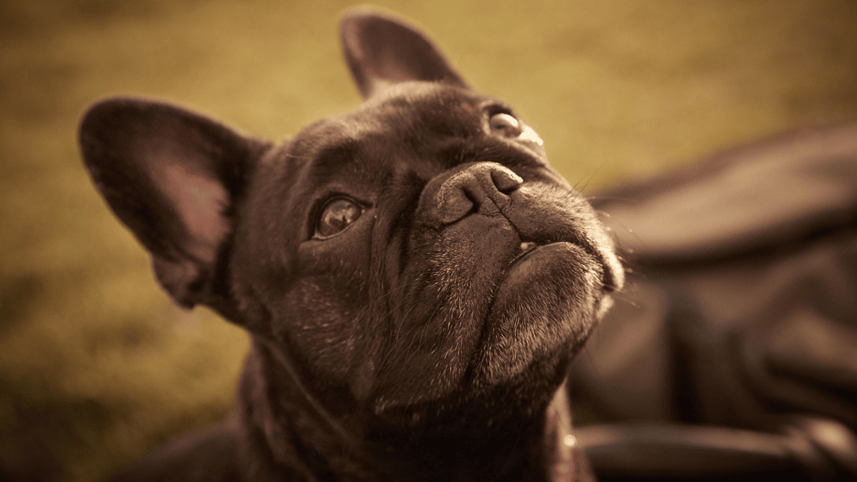 10 things you and your French bulldog secretly have in common