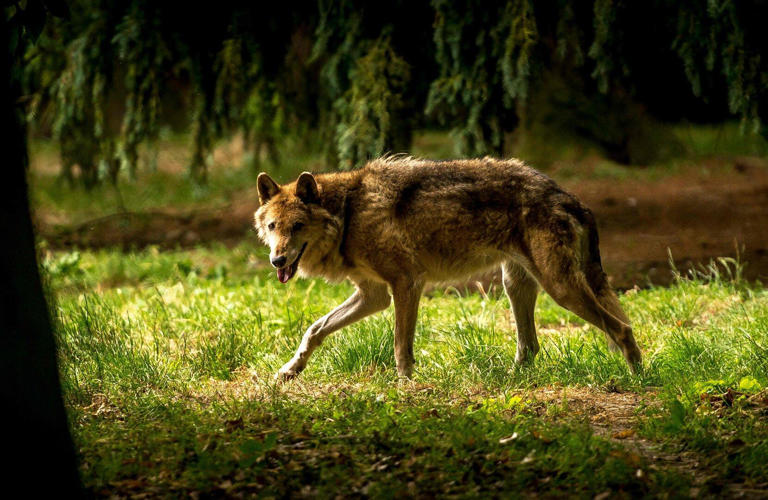 Hohenems: Land erlässt Verordnung für Wolf-Abschuss