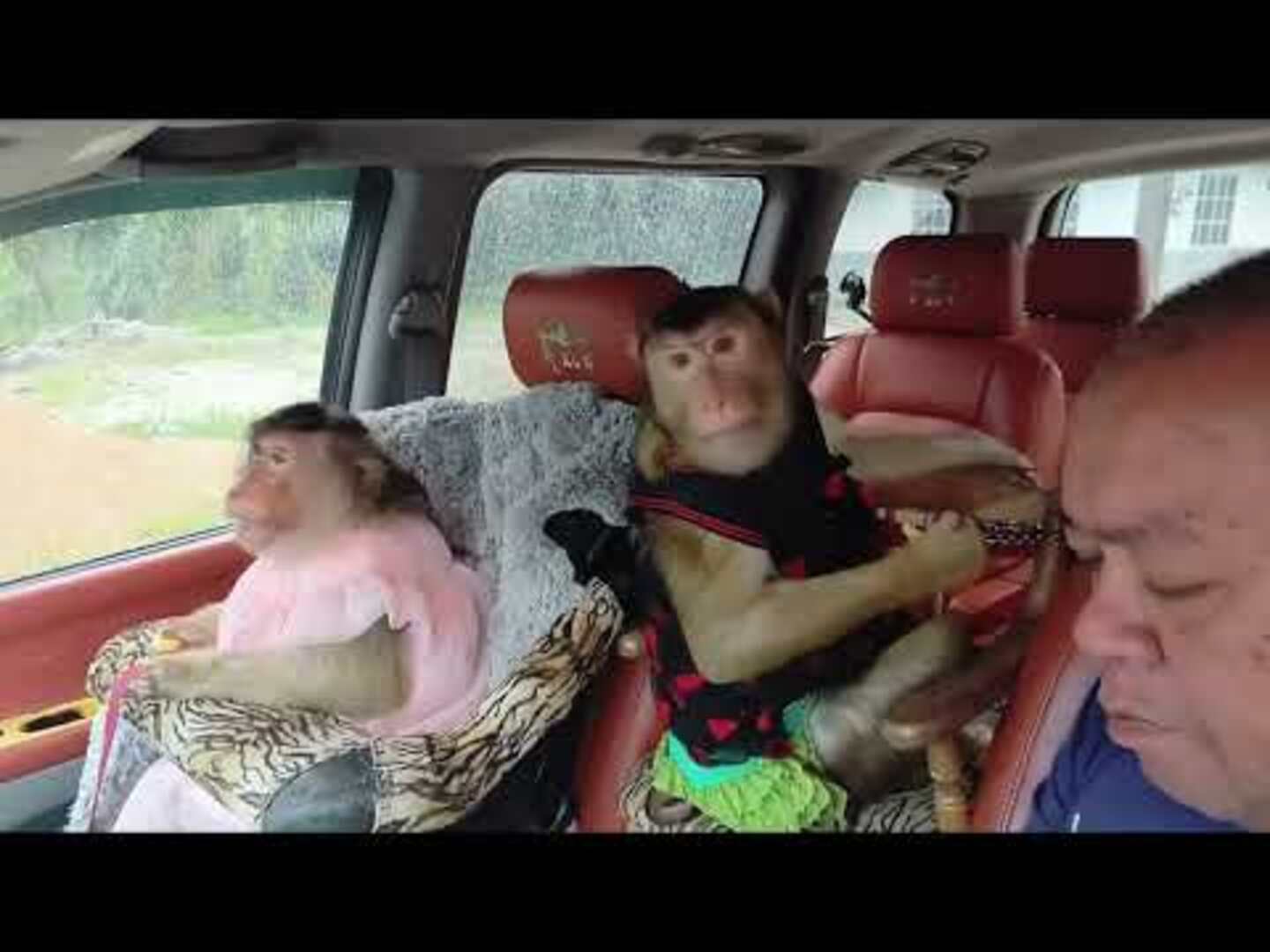 Man takes monkeys for drive to coffee shop