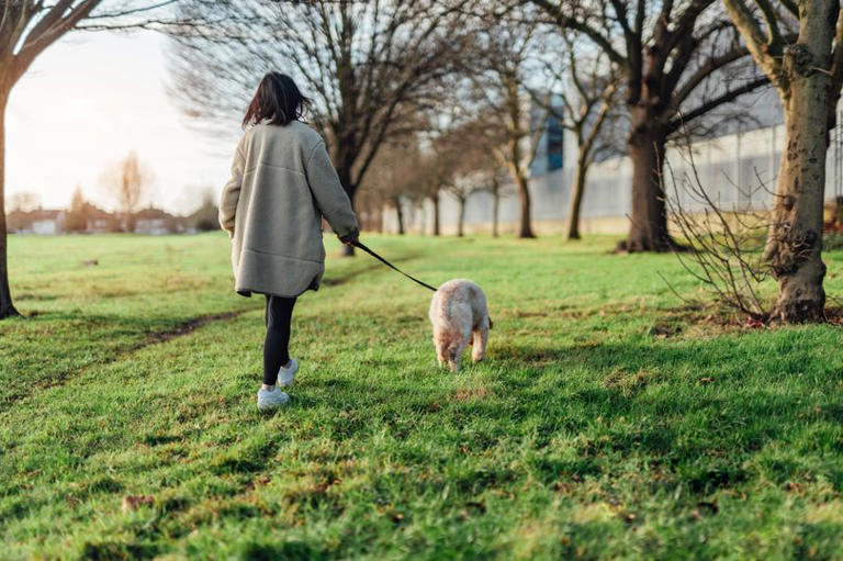 Exactly what to do to if your neighbour's dog keeps barking
