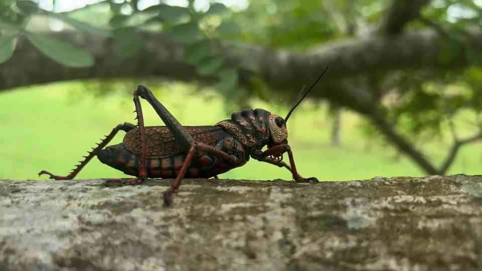 Six-legged horrors in the US - the weirdest insects hiding in plain sight