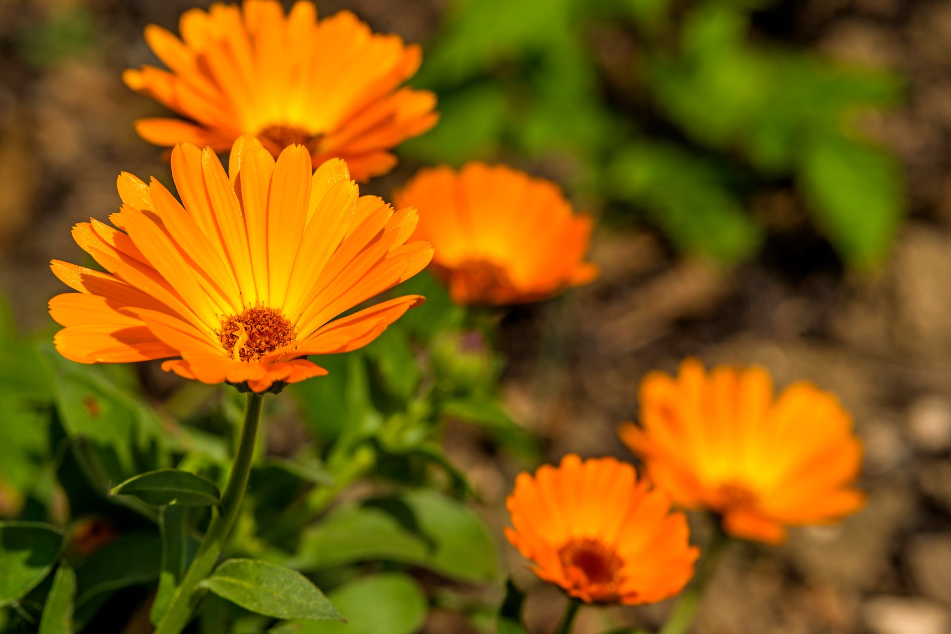 Null Wartezeit: Diese 3 Power-Blumen verwandeln deinen Garten im ...