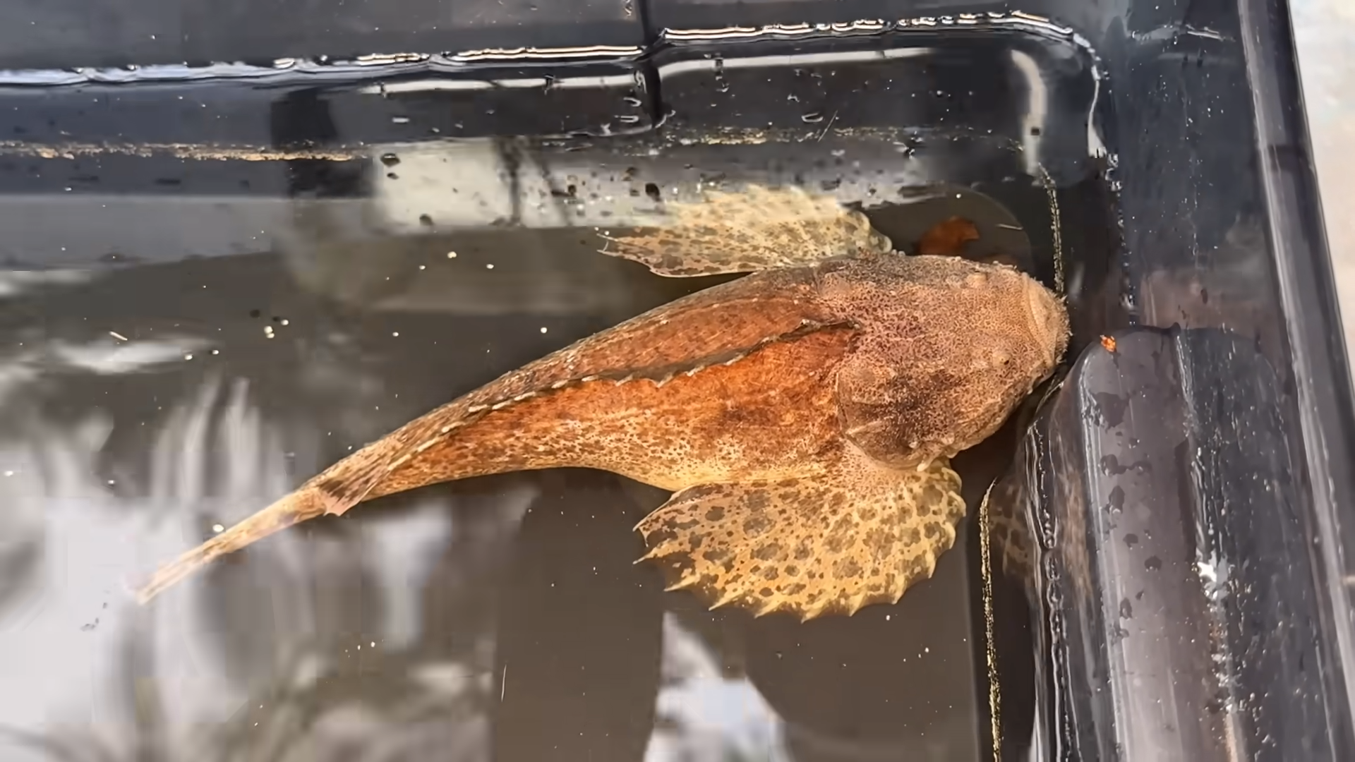 This is why the stonefish is called the deadliest fish in the world