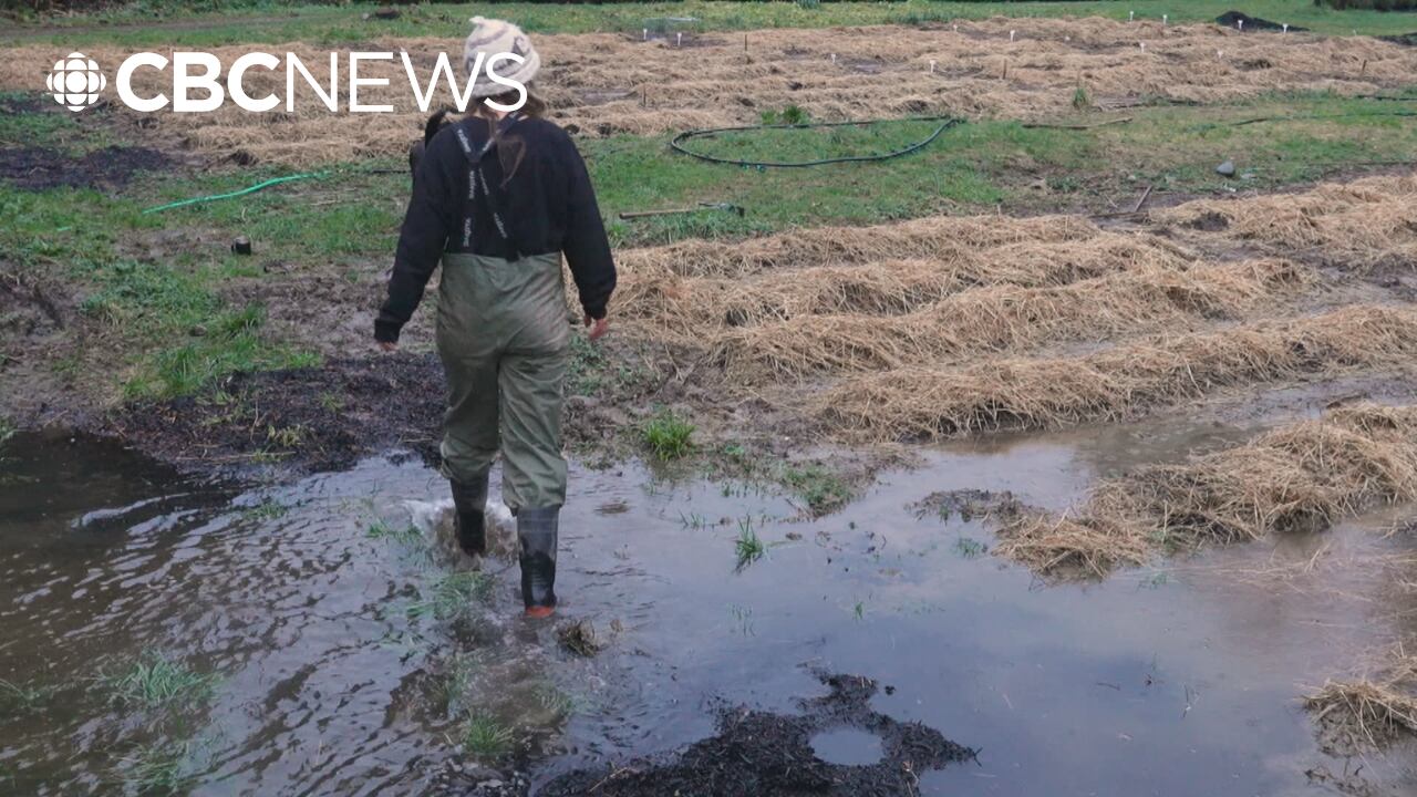Flower farmer gets 1st look at damage from flooded crops
