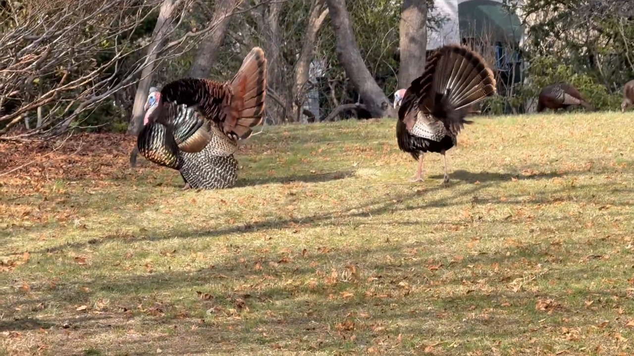 Turkeys strut along Brattle Street in Cambridge, Massachusetts, USA