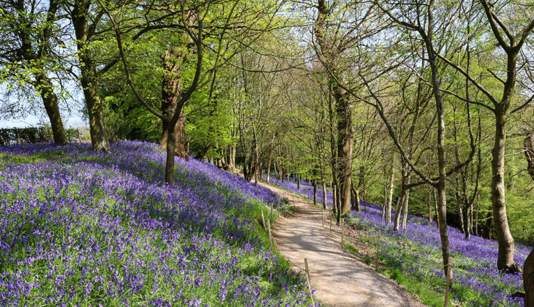 Where to see bluebells in the UK: 17 magical spots to visit this spring