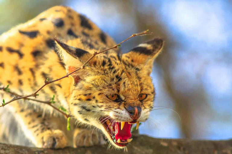 How to tell a cheetah apart from a serval in the wild