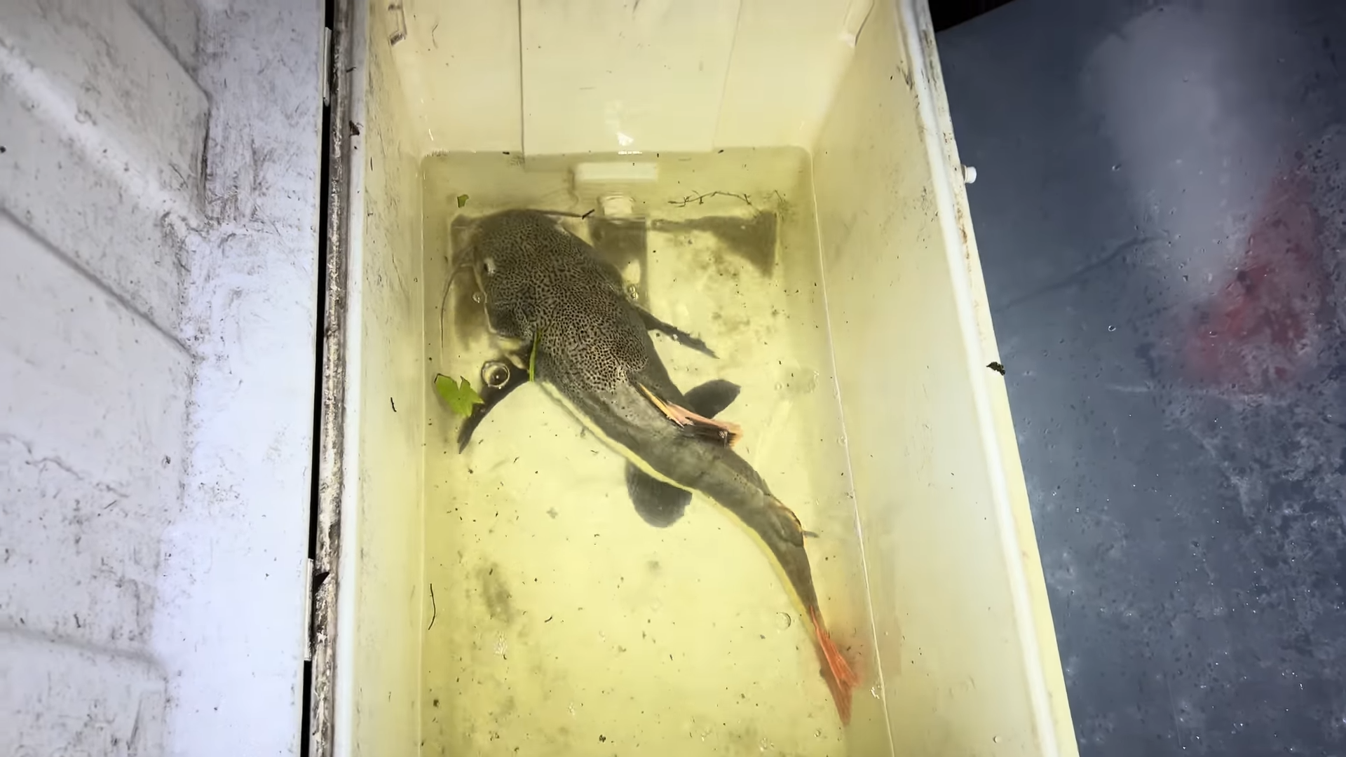 Watch what happens when evolution creates a truly unstoppable predator