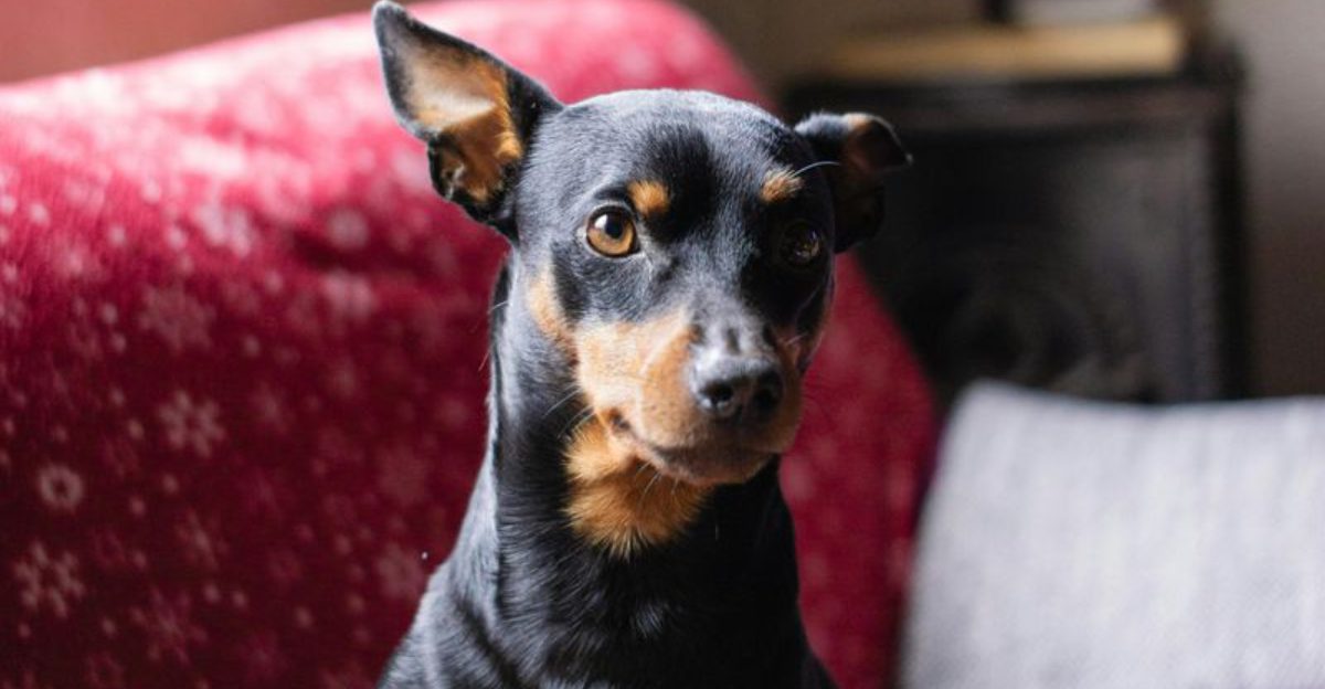 12 dog breeds that are ideal for a stress-free, low-effort routine