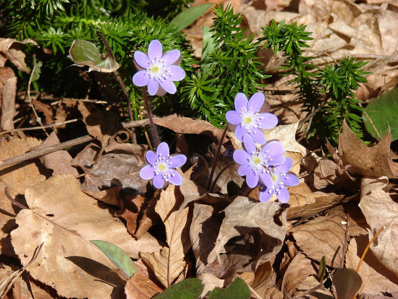 Column: Keep an eye out for these native Connecticut flowers in April