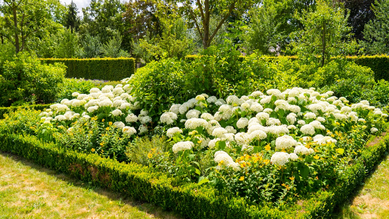 Why hydrangeas fail to flower and how gardeners can fix them