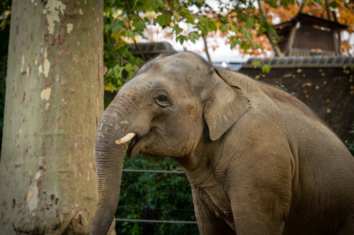 Watch an elephant at Denver Zoo perform a handstand, sparking emotional ...