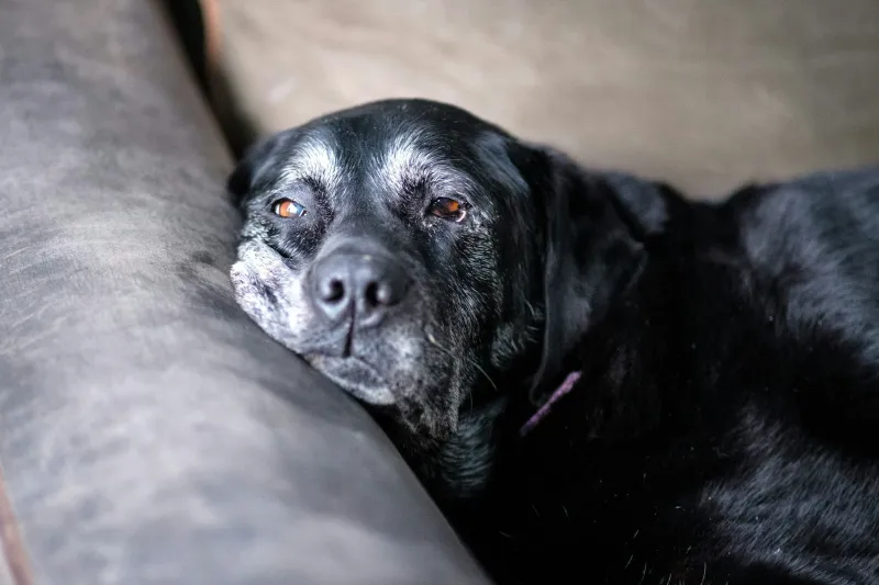 15 warning signs your dog feels afraid around you