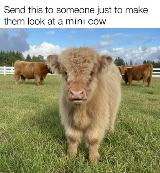 20 happy mountain cows just vibing at the top of the world