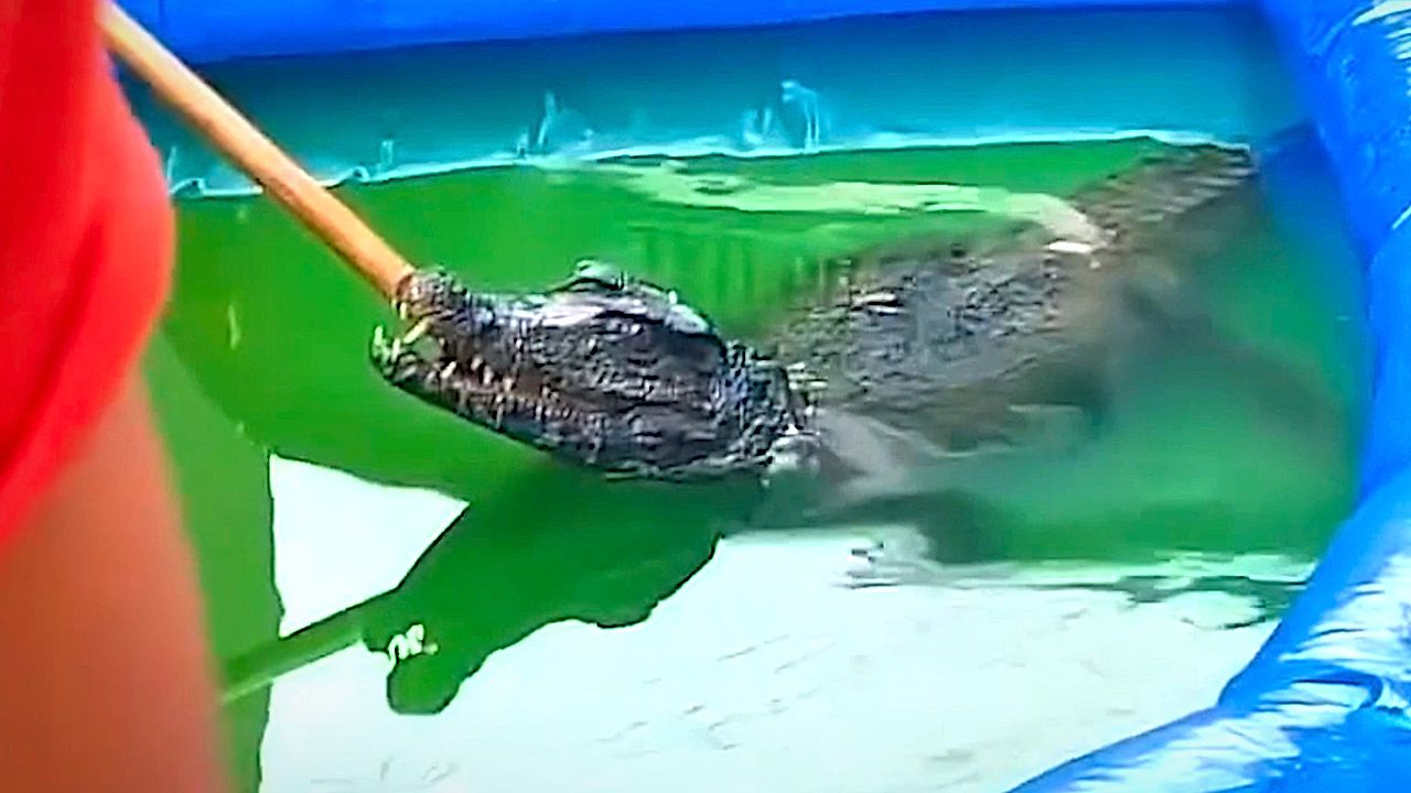 Family finds caiman relaxing in children's paddling pool