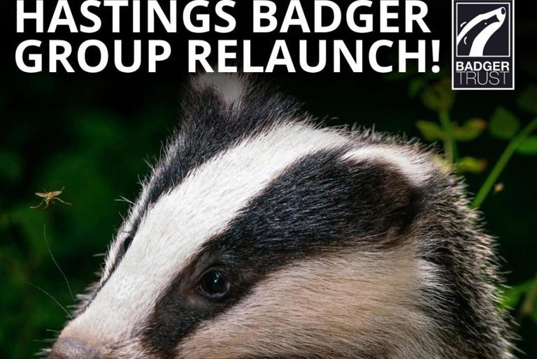 Hastings Badger Group is re-launching