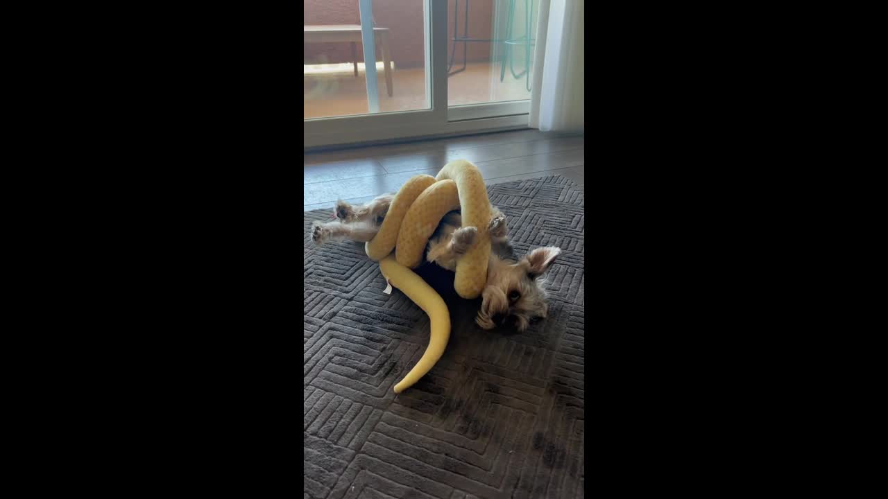 Yorkie plays with toy snake in Las Vegas, Nevada, USA