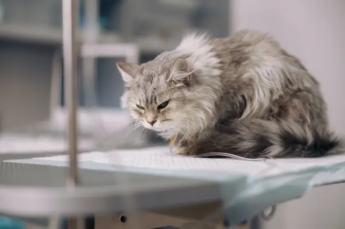 FeLV em gatos: saiba o que é e como proteger o seu pet da leucemia felina