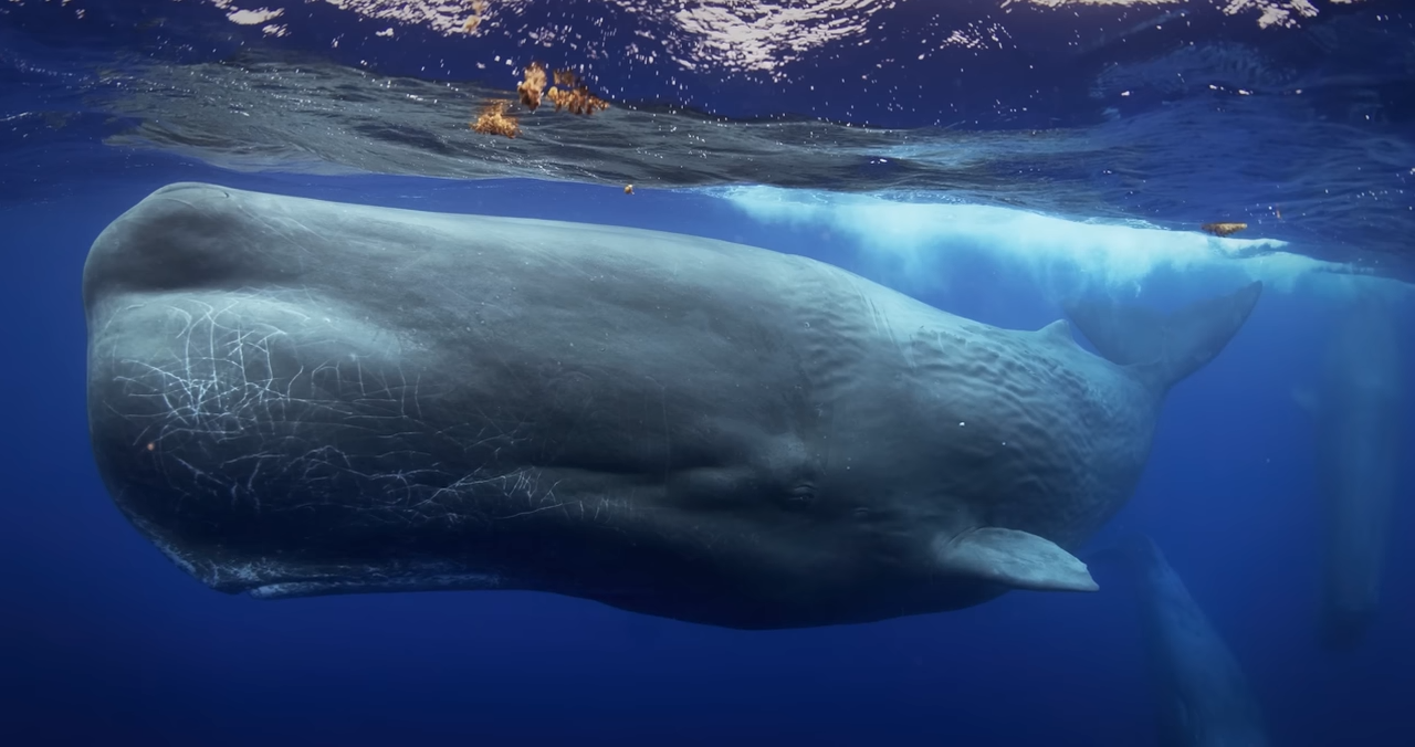 Watch what happens when deep sea creatures grow to massive sizes in ...