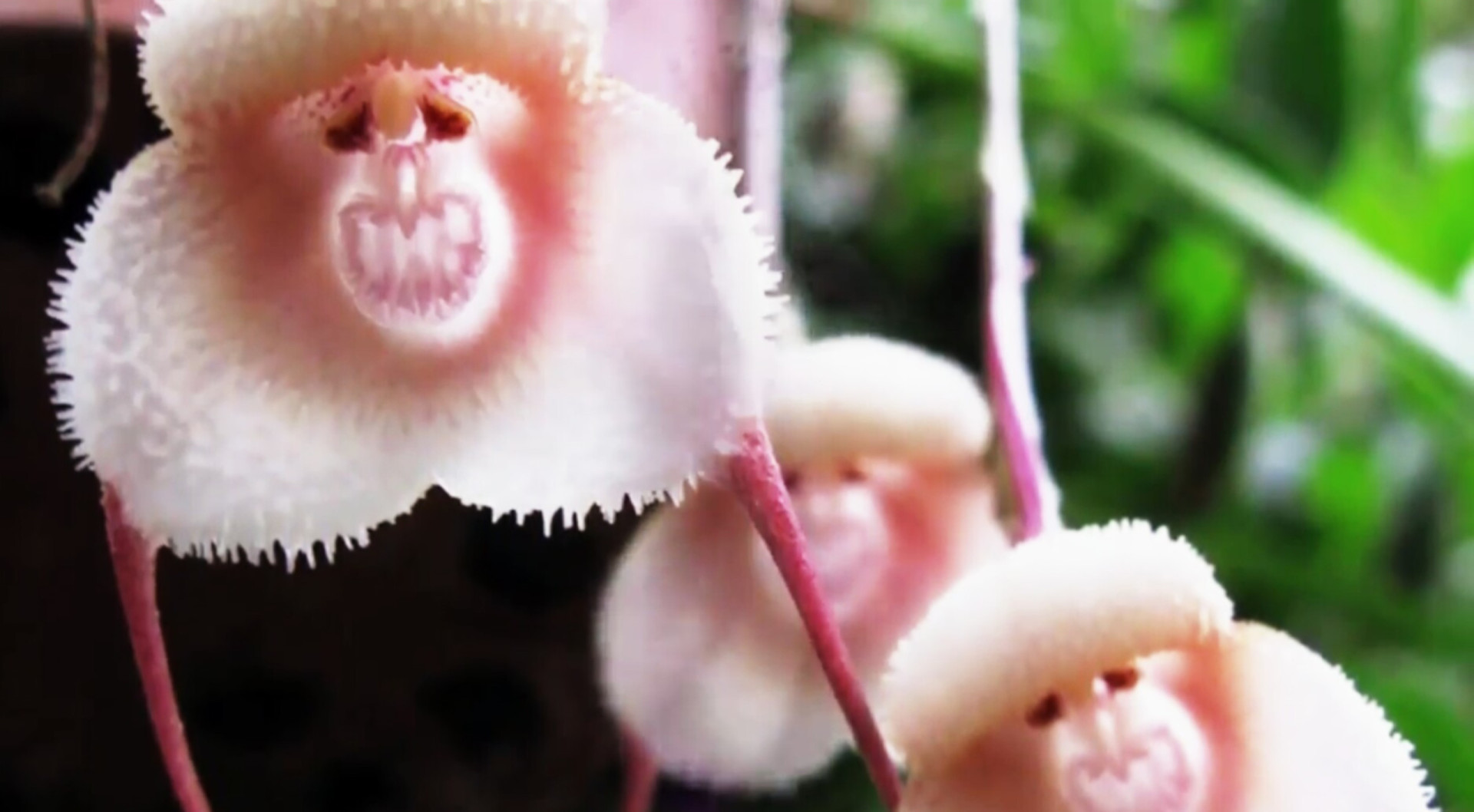 Unique plants that look like animals