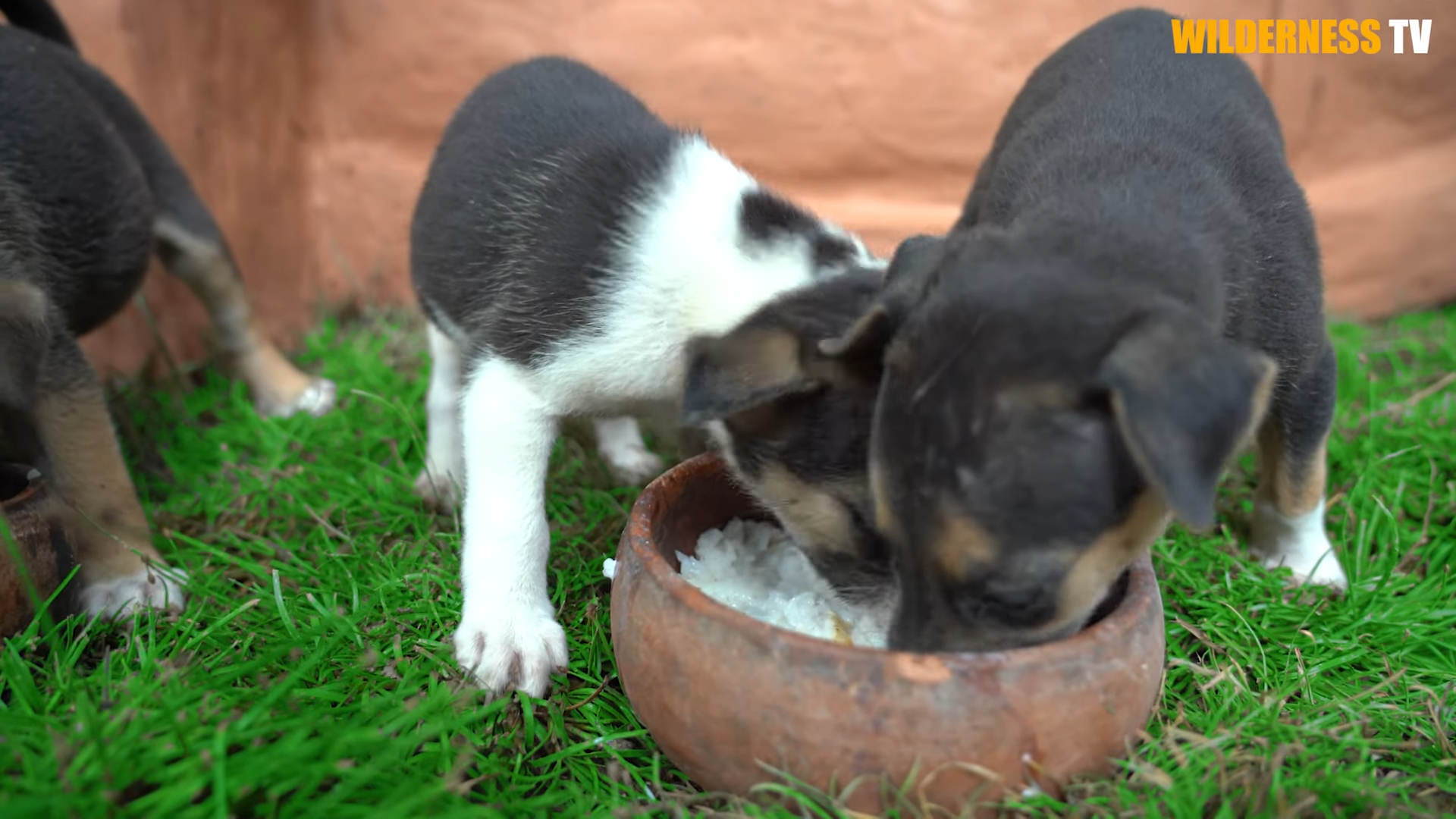 Watch hungry puppy finally rest in a cozy shoe home