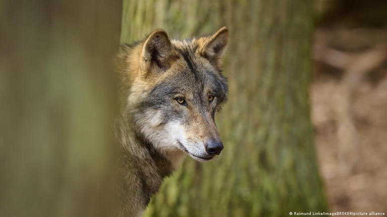 Un lobo muerde el rostro de una mujer en una zona comercial de Hamburgo