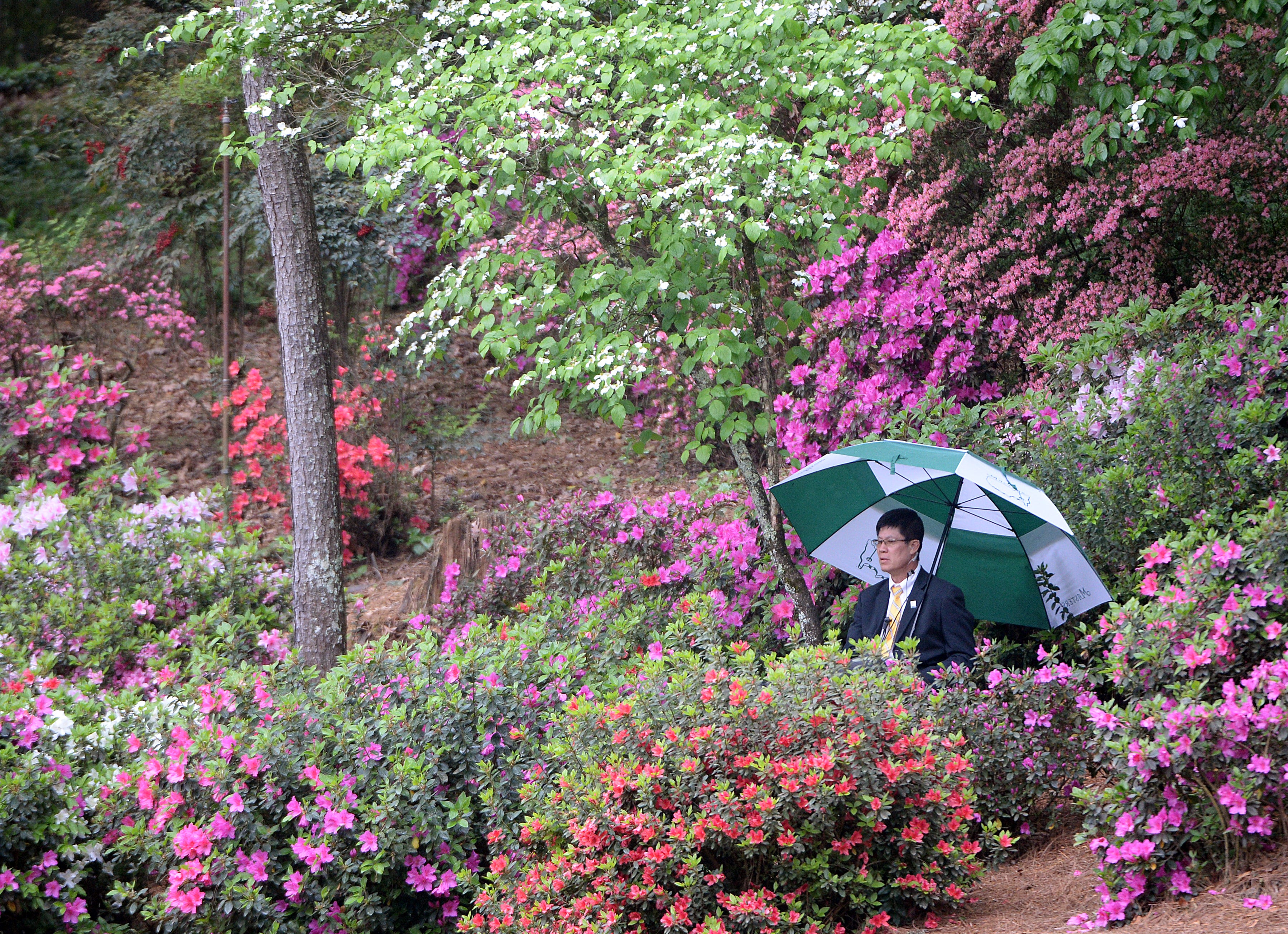 Are azaleas in Augusta in danger due to climate change? Find out here