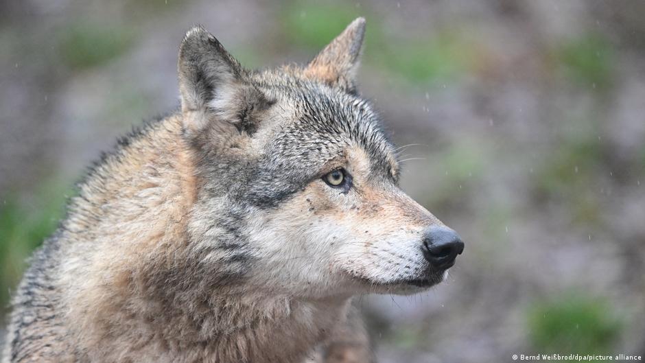 Un lobo muerde el rostro de una mujer en una zona comercial de Hamburgo