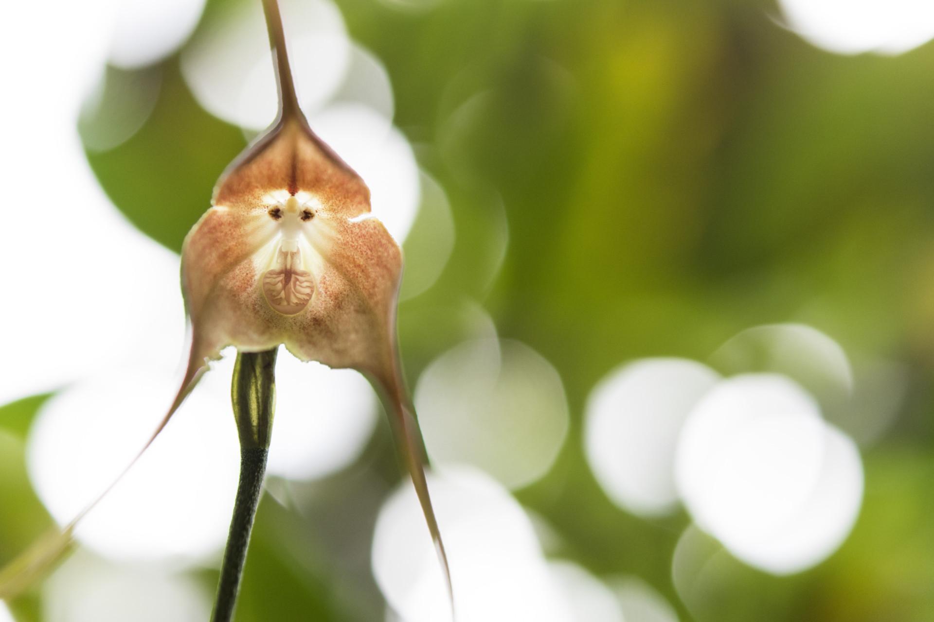 Unique plants that look like animals